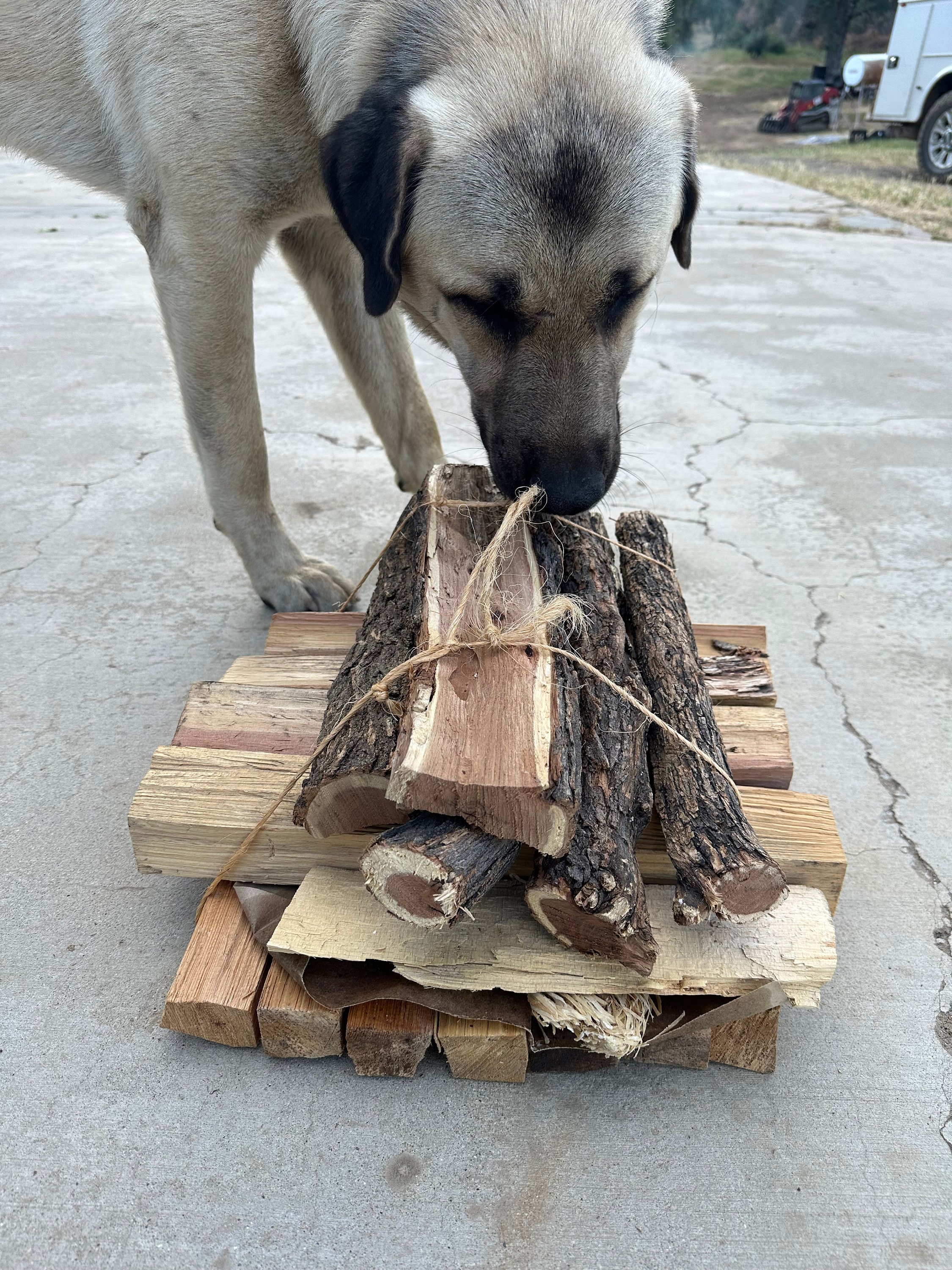 Double Tree Forest Products Campfire Wood Bundle Ready-flame Pinion ...