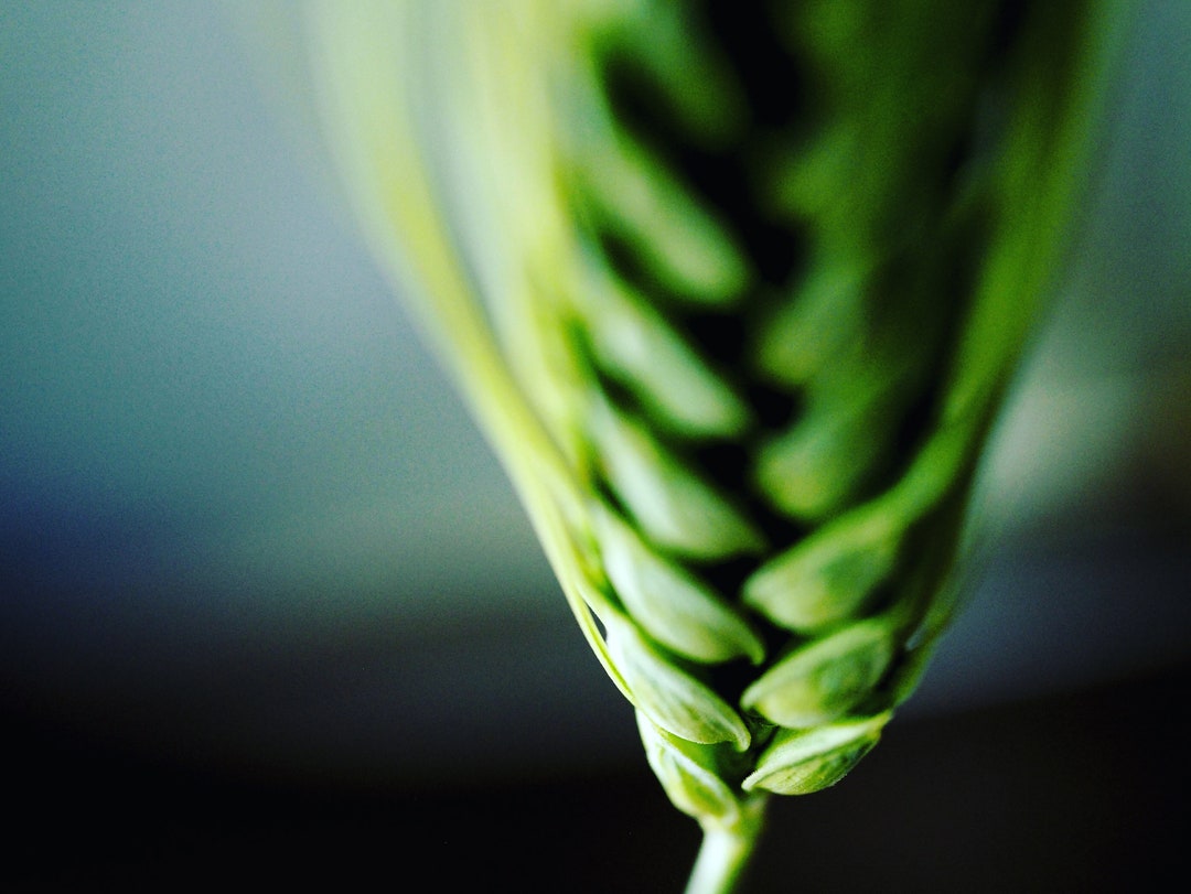 Digital Print "wheat up Close 2" Original Macro Photo for Printing ...