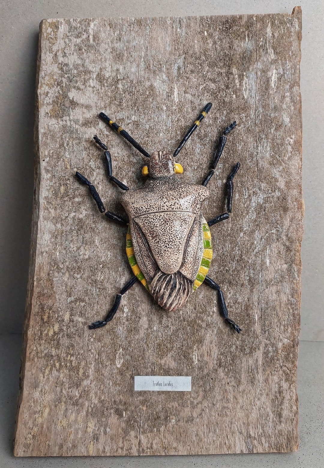 Beetles, Beetles and Others. Ceramic Beetle Troilus Luridus, Forester's ...