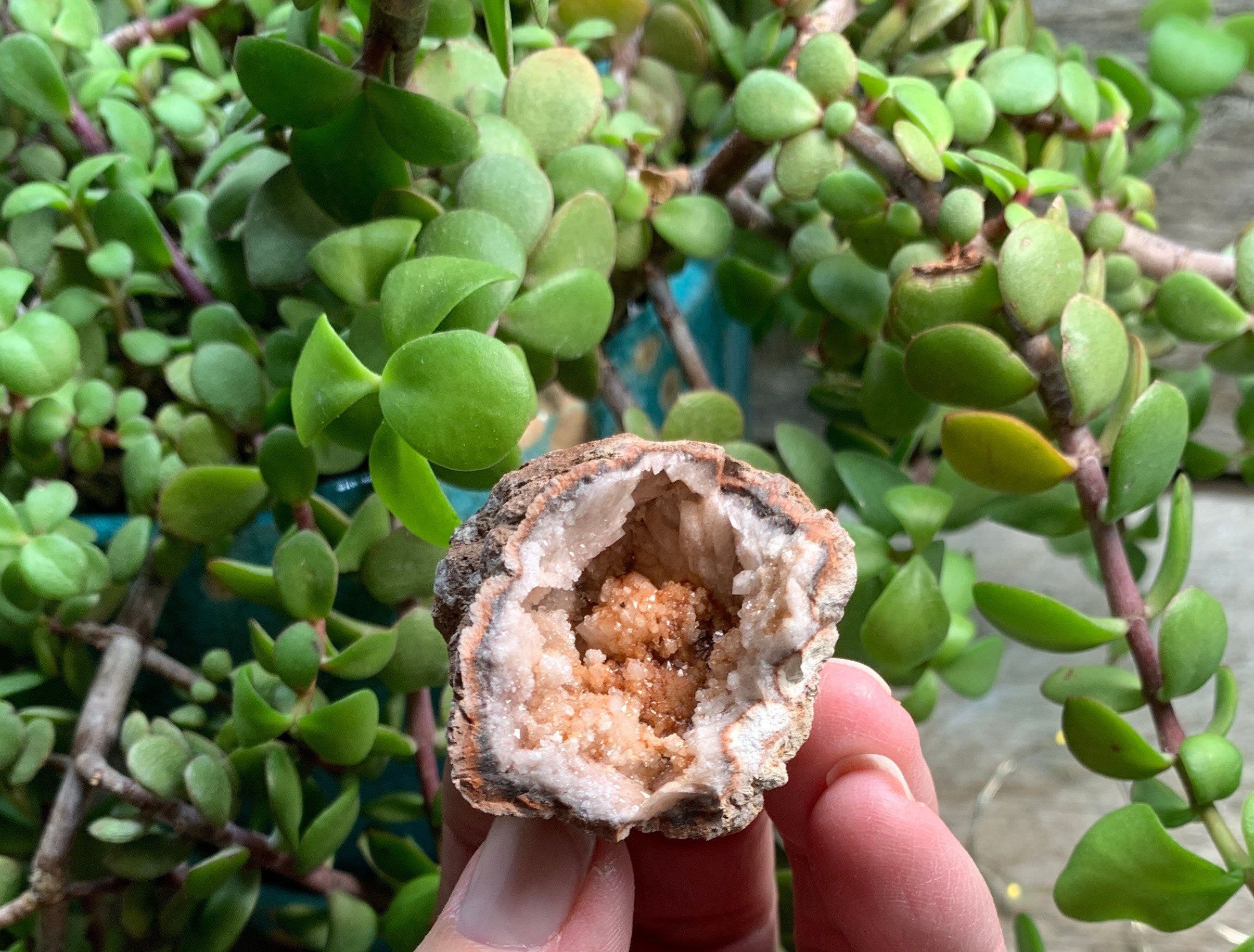Pink Amethyst Geode CRY-0811 | Etsy