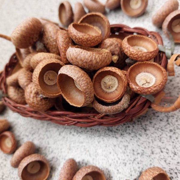 Acorn Caps - Etsy