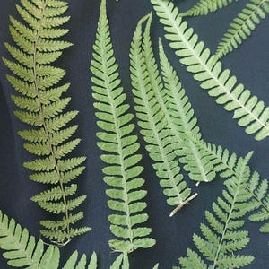 Pressed Fern Leafs, Real Pressed Fern, Pressed Green Fern,dried Pressed ...