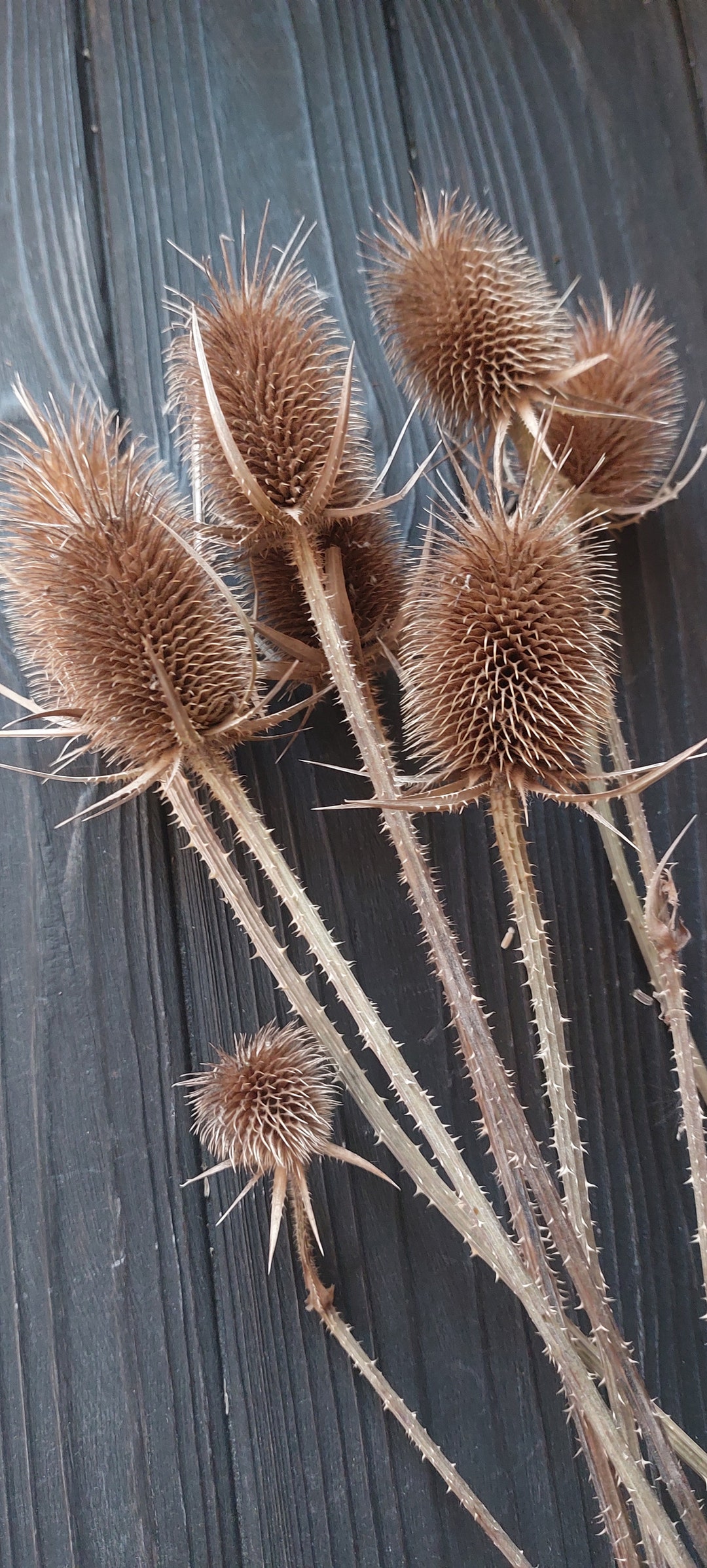 20 Branches Real Dried Thistles ,preserved Flowers , Floral Supplies ...