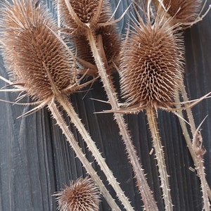 20 Branches Real Dried Thistles ,preserved Flowers , Floral Supplies ...