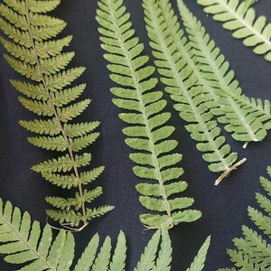 Pressed Fern Leafs, Real Pressed Fern, Pressed Green Fern,dried Pressed ...