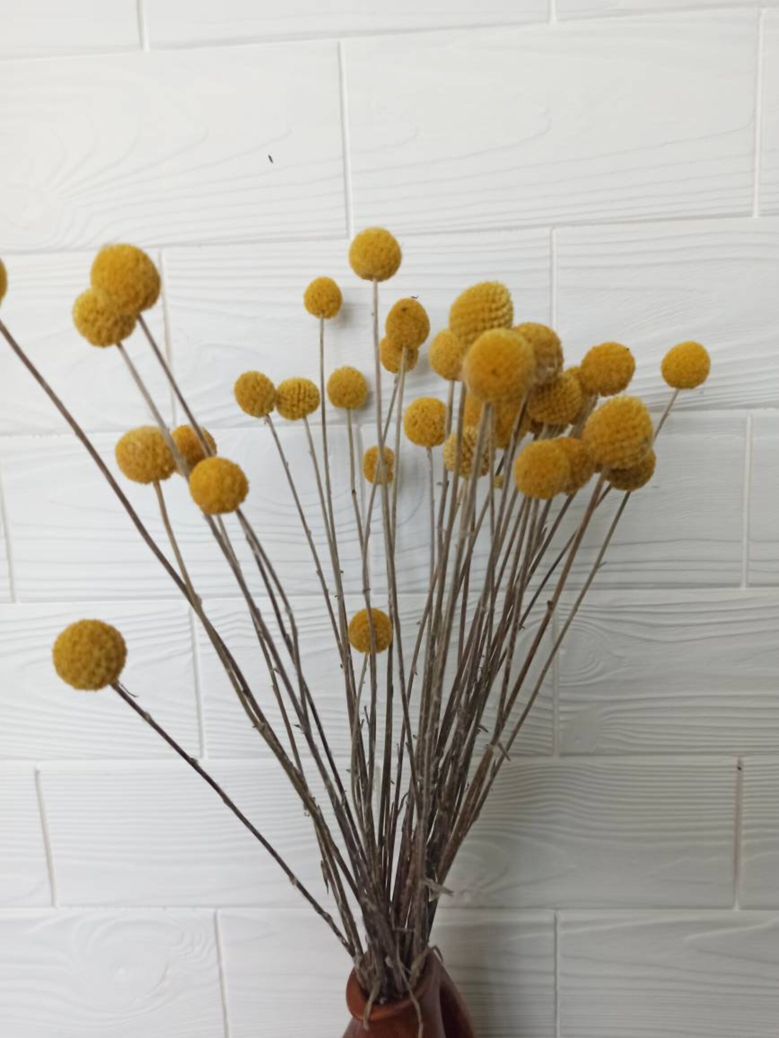 Stems Dried Billy Ball dry Craspedia Golden ball Billy | Etsy