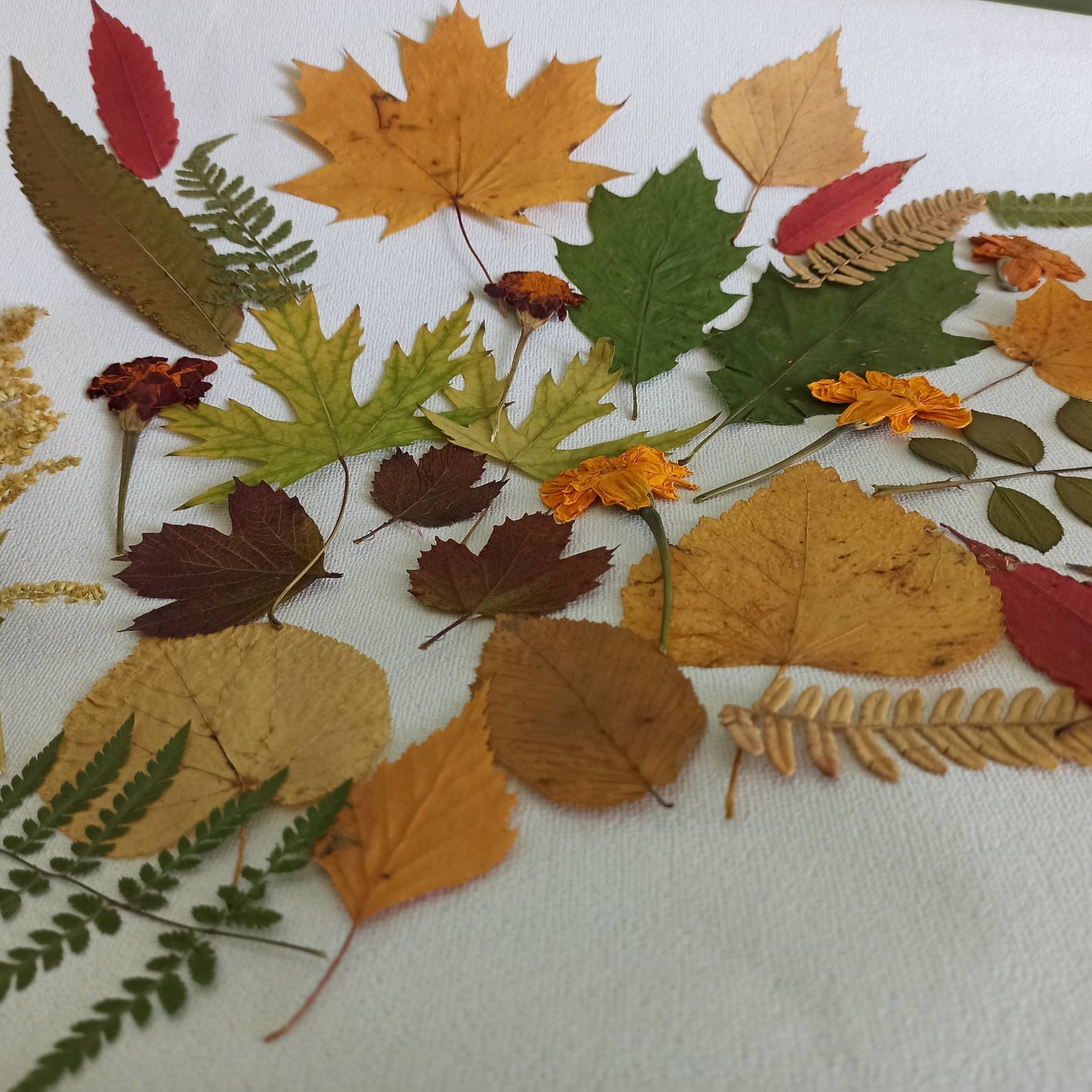 35 Units of Real Dried Pressed Mix Leaves Different Leaves. - Etsy