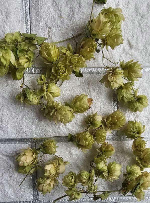 Organic Dried Hop Flowers: Humulus Lupulus for Crafts.herbal Tea - Etsy