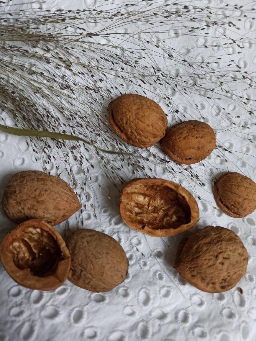 100 Pcs Walnut Shell Halves,walnut Halves Creativity,walnut Slices ...