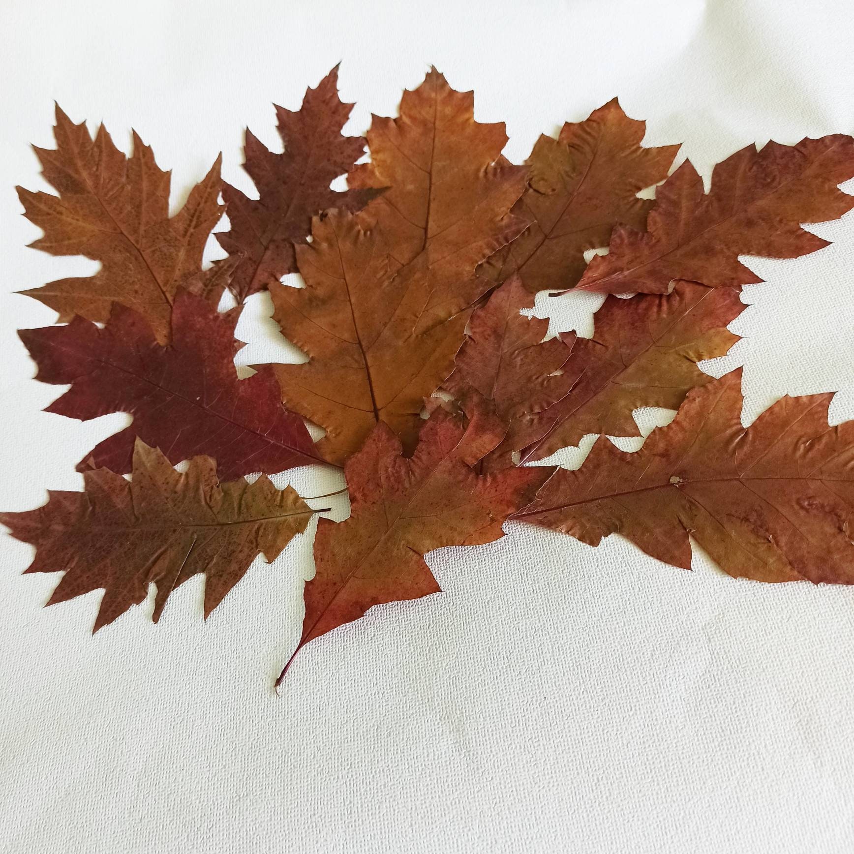 Oak Leaves Autumn Oak Leaves Fall Oak Leaves Dried Oak - Etsy