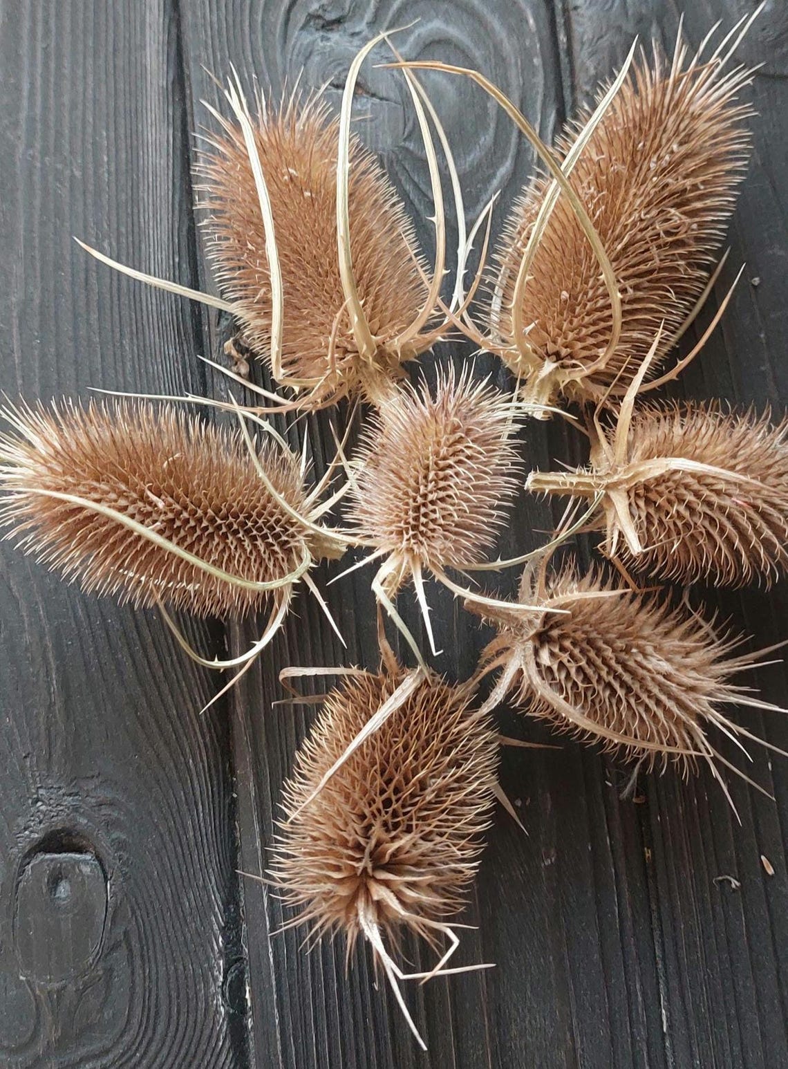 20 Dried Thistles: Natural Rustic Floral Decor - Etsy