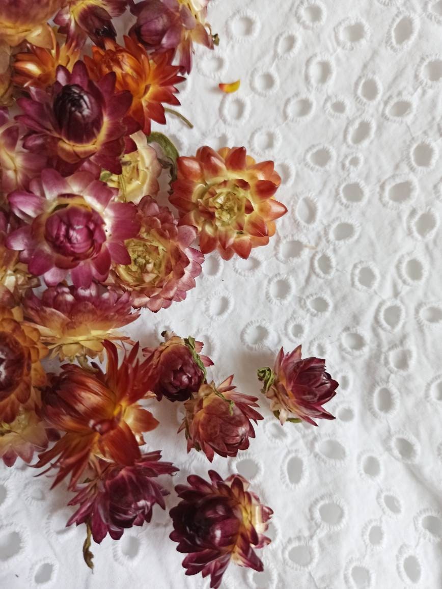 Dried Strawflower headsHelichrysum flowersSmall dried | Etsy