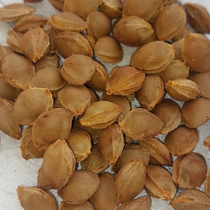 50 Pcs Apricot Pits, Real Natural Apricot Pits,apricot Pits Natural for ...