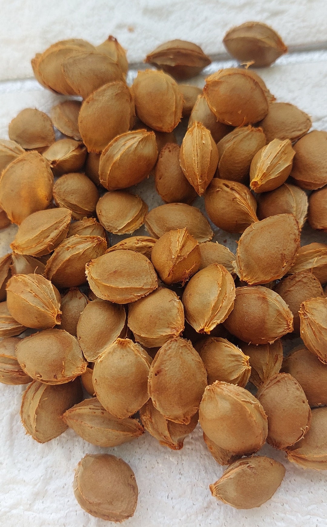 50 Pcs Apricot Pits, Real Natural Apricot Pits,apricot Pits Natural for ...