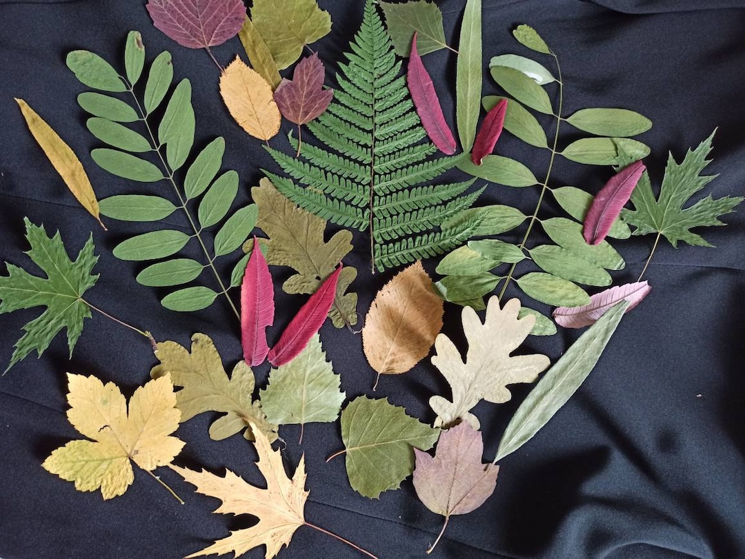 Pressed Leaves,fall Leaves,dried Autumn Leaves,thanksgiving Decor ...