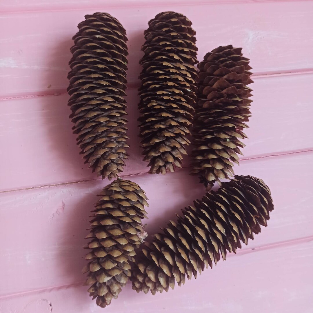 20 Natural Pine Cones for Bunny Rabbits, Chinchillas and Small Animals ...