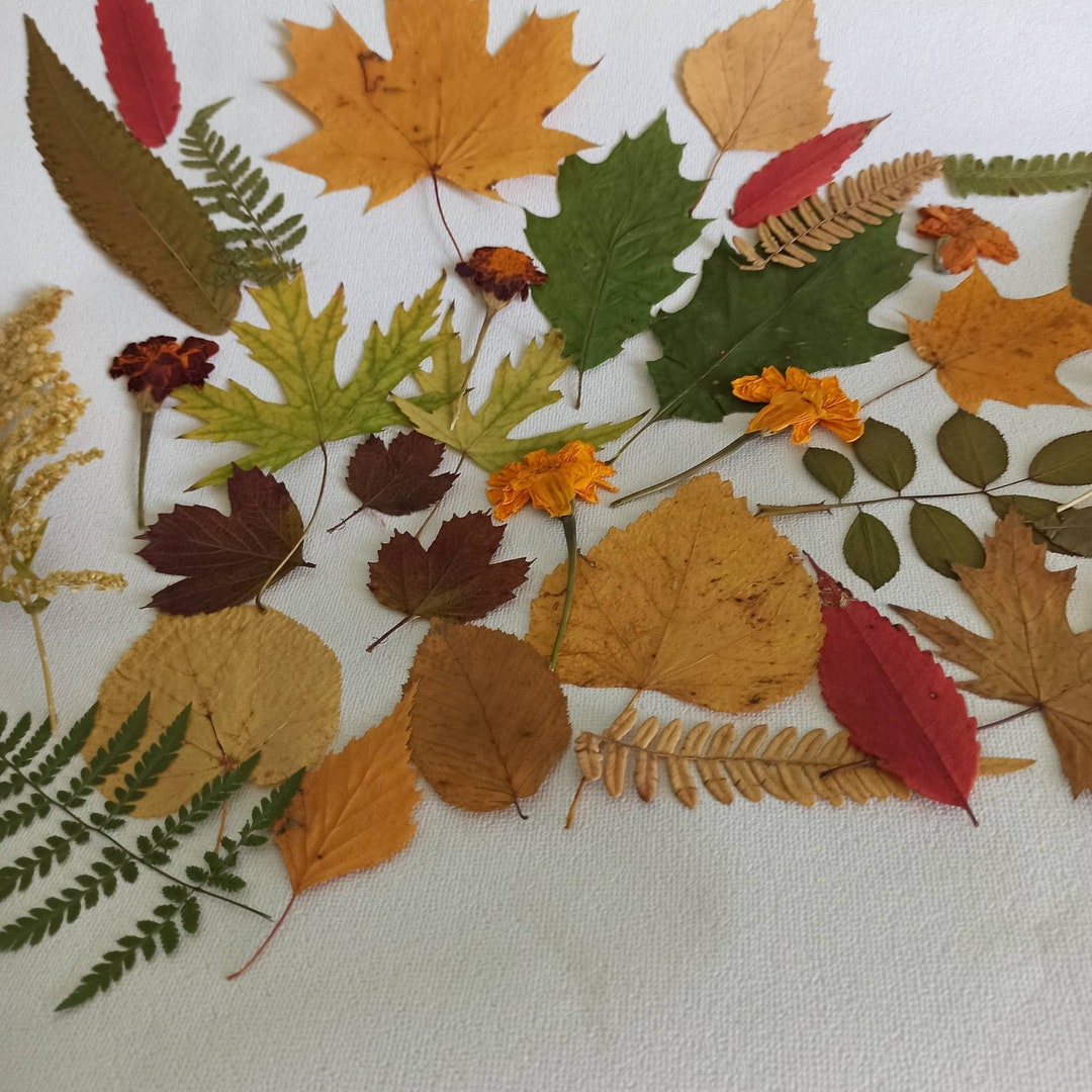 35 Units of Real Dried Pressed Mix Leaves, Different Leaves. Botanical ...