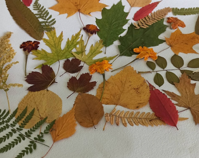 Pressed Autumn Leaves, Birch Leaves, Real Pressed Leaves, Pressed Fall ...