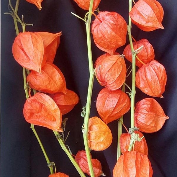 Physalis - Etsy