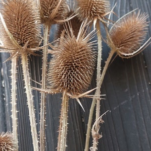 20 Branches Real Dried Thistles ,preserved Flowers , Floral Supplies ...