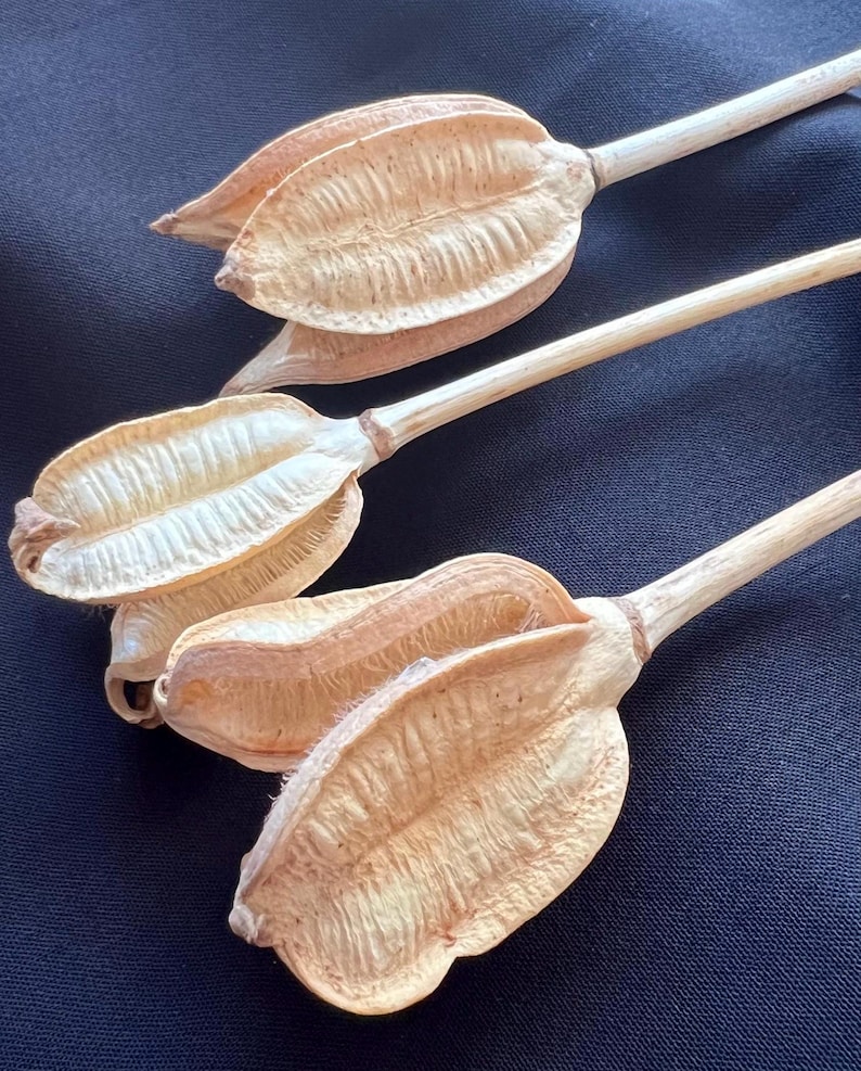 Dried Bakuli Pods: Natural Potpourri Filler, Rustic Wedding Decor - Etsy