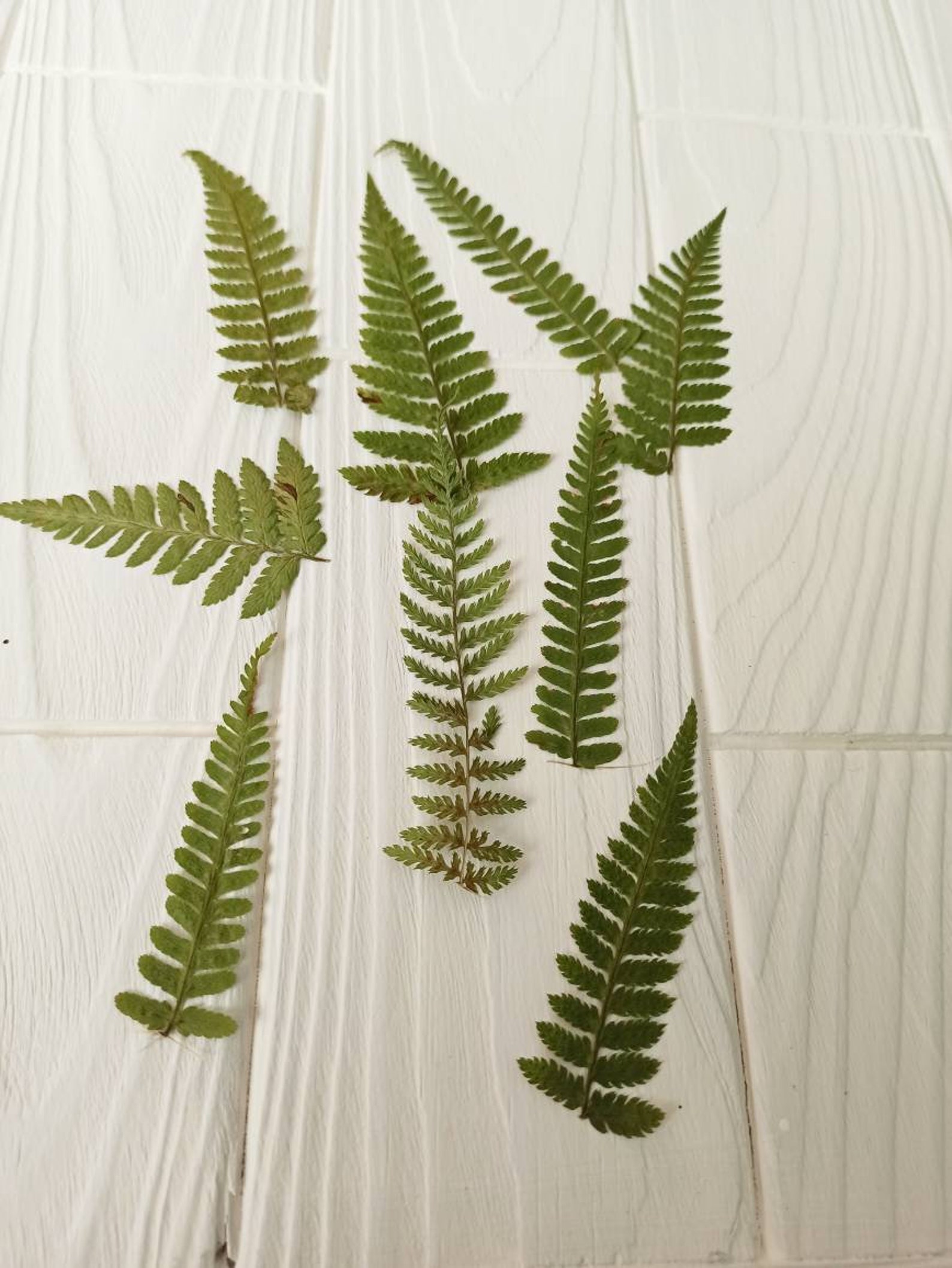 Pressed Fern Leafs Real Pressed Fern Pressed Green - Etsy