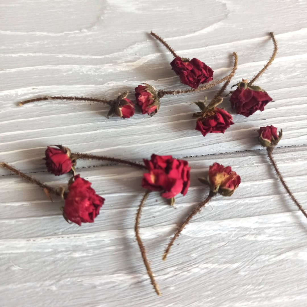 20 Real Dry Roses,miniature Rose Buds,dried Roses,miniature Dried Rose ...