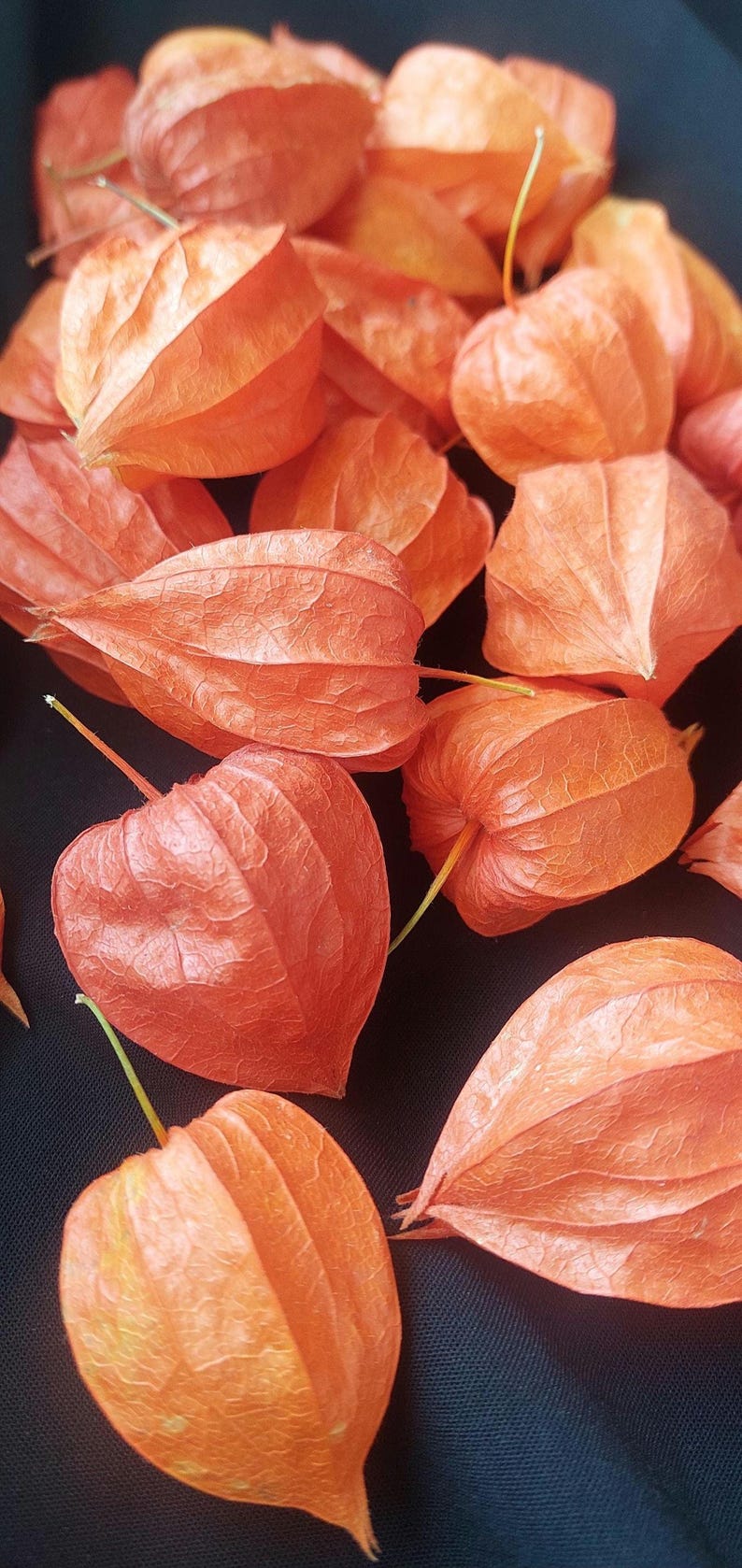 100 Dried Chinese Lanterns: Natural Physalis Pods, DIY Floral Decor - Etsy