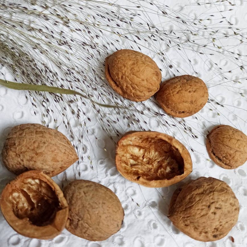 Walnut Shells - Etsy