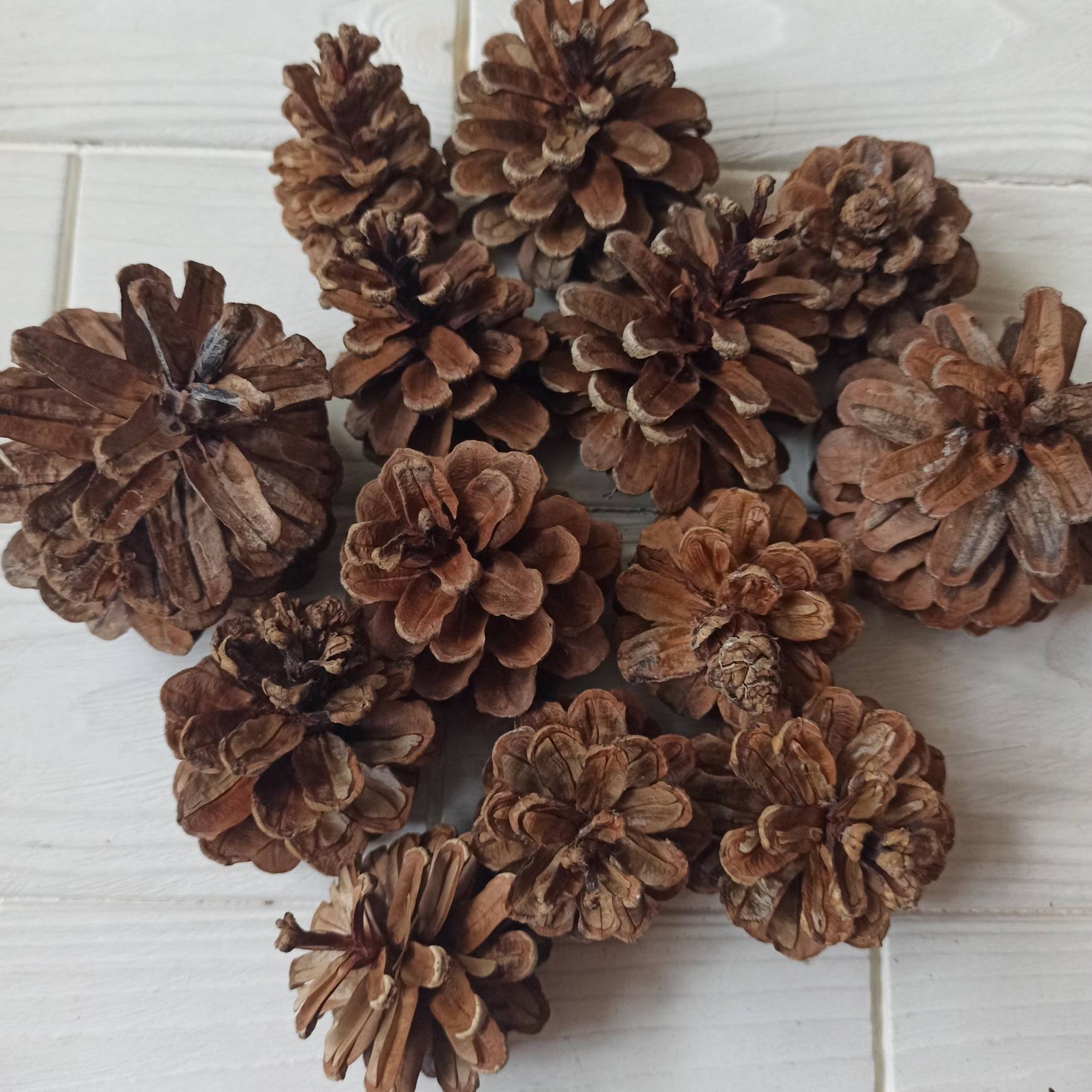 50 Natural Pine Cones for Bunny Rabbits Chinchillas and Small - Etsy