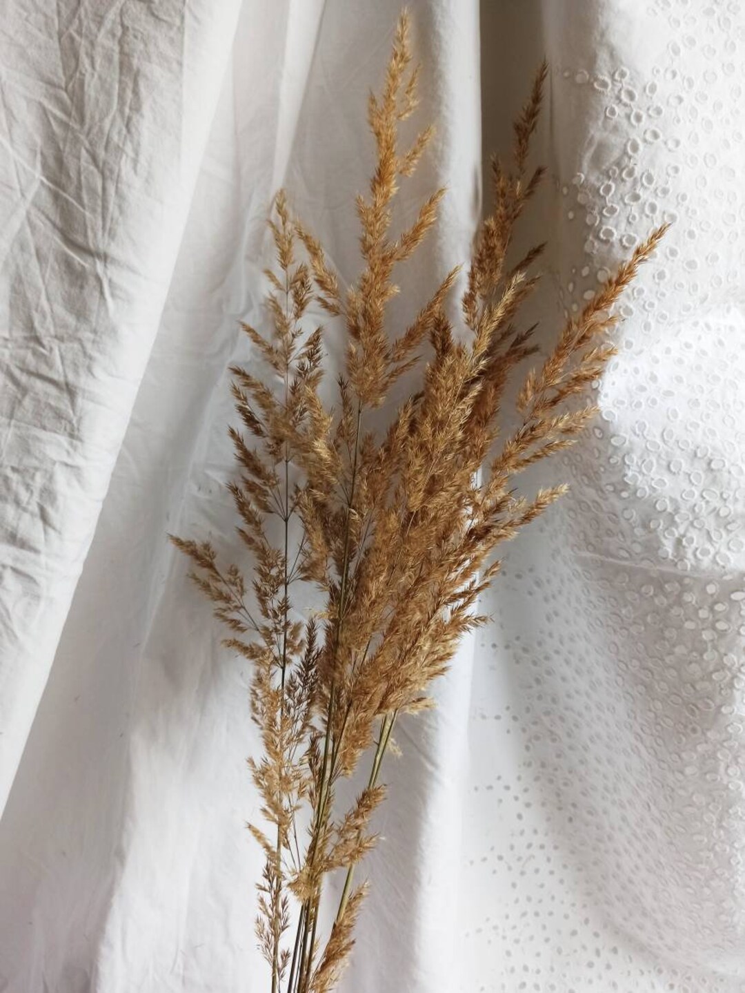 10 Large Dry Reed Grass,fall Floral Decor,dried Flowers,dry Flowers ...
