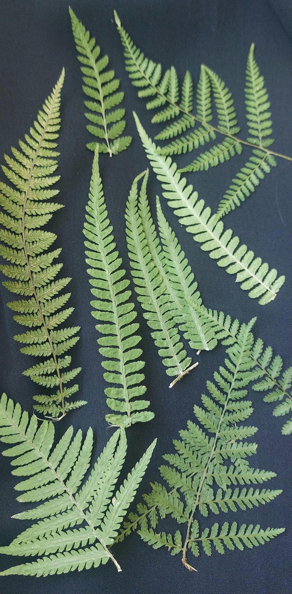 Pressed Fern Leaves: Real Green Ferns for Crafting, Scrapbooking - Etsy