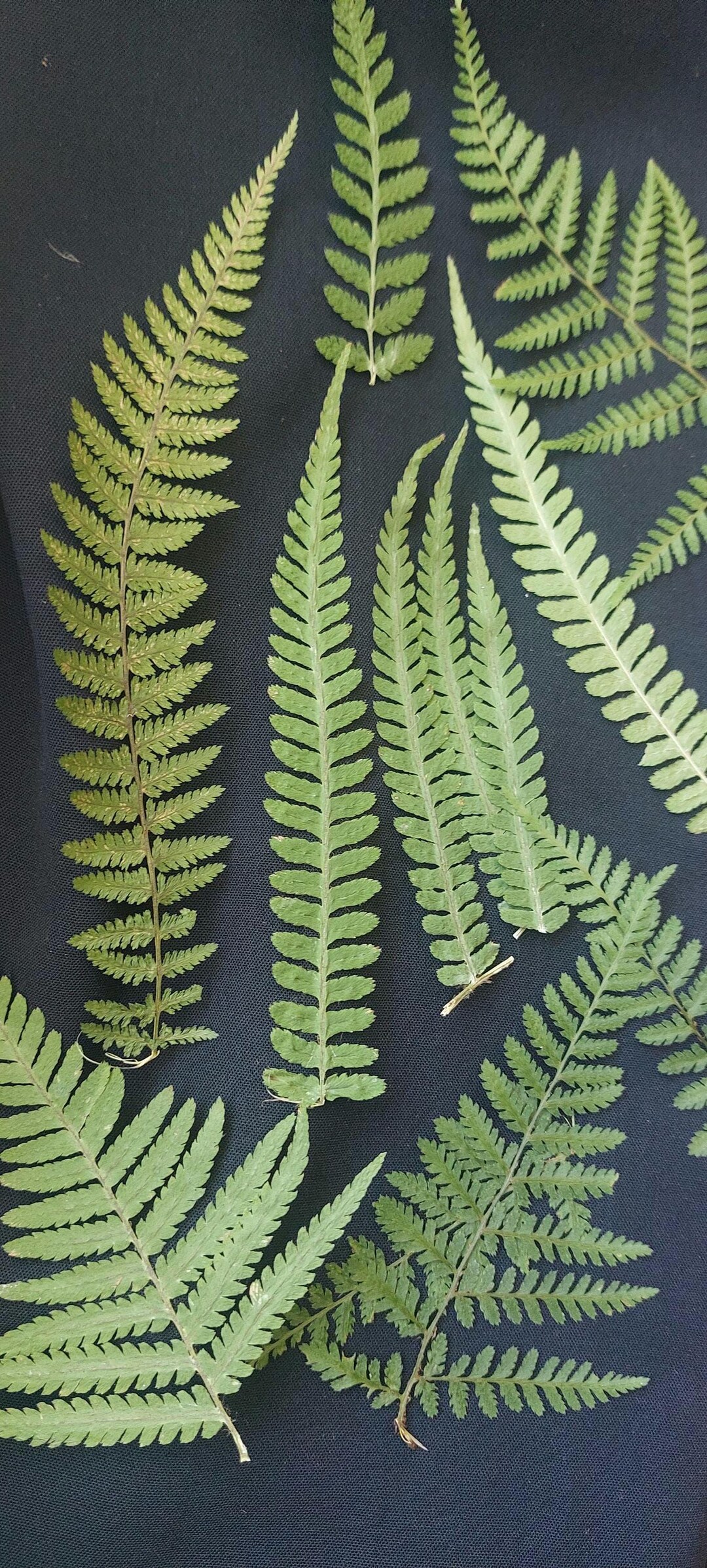 Pressed Fern Leaves: Real Green Ferns for Crafting, Scrapbooking - Etsy