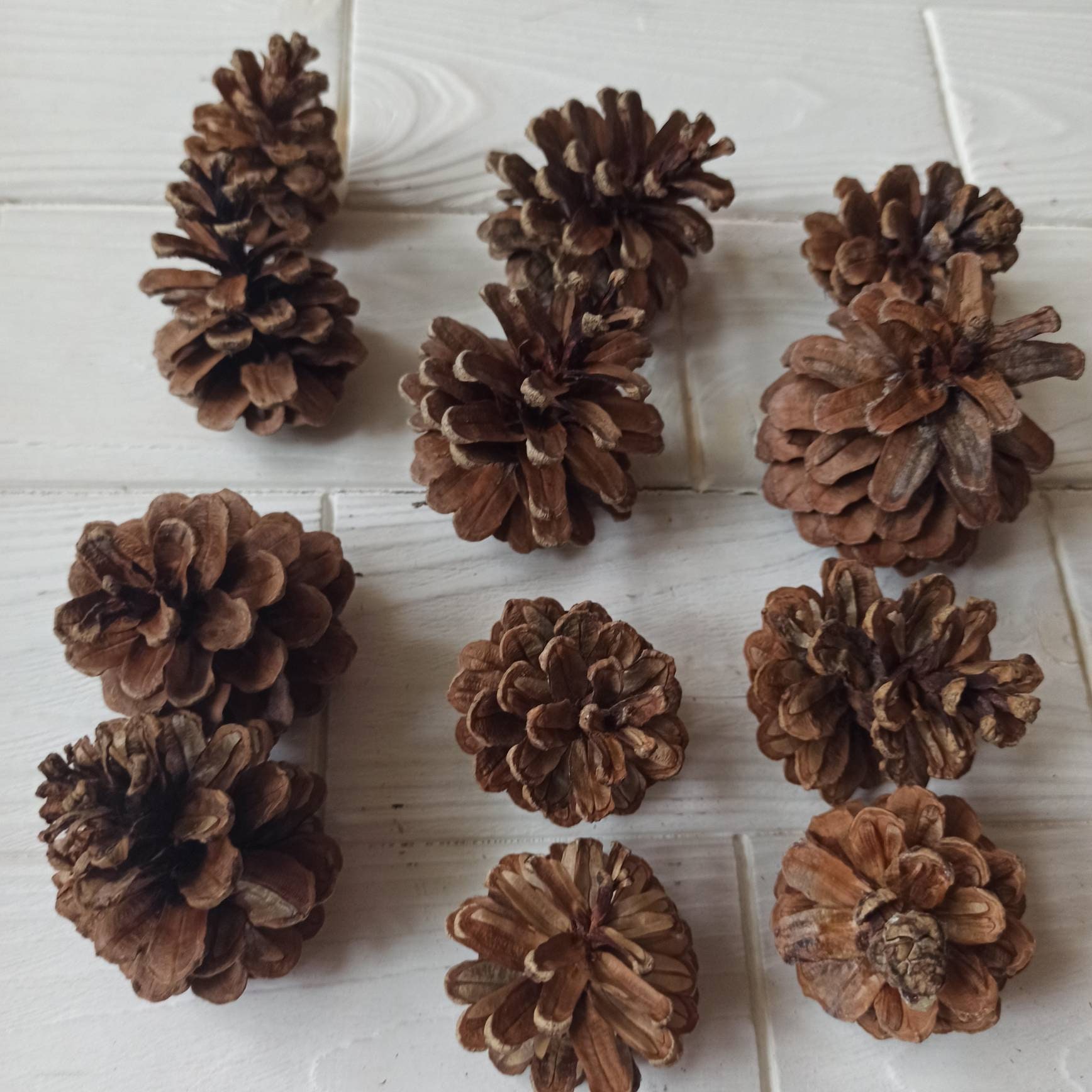 50 Natural Pine Cones for Bunny Rabbits, Chinchillas and Small Animals ...