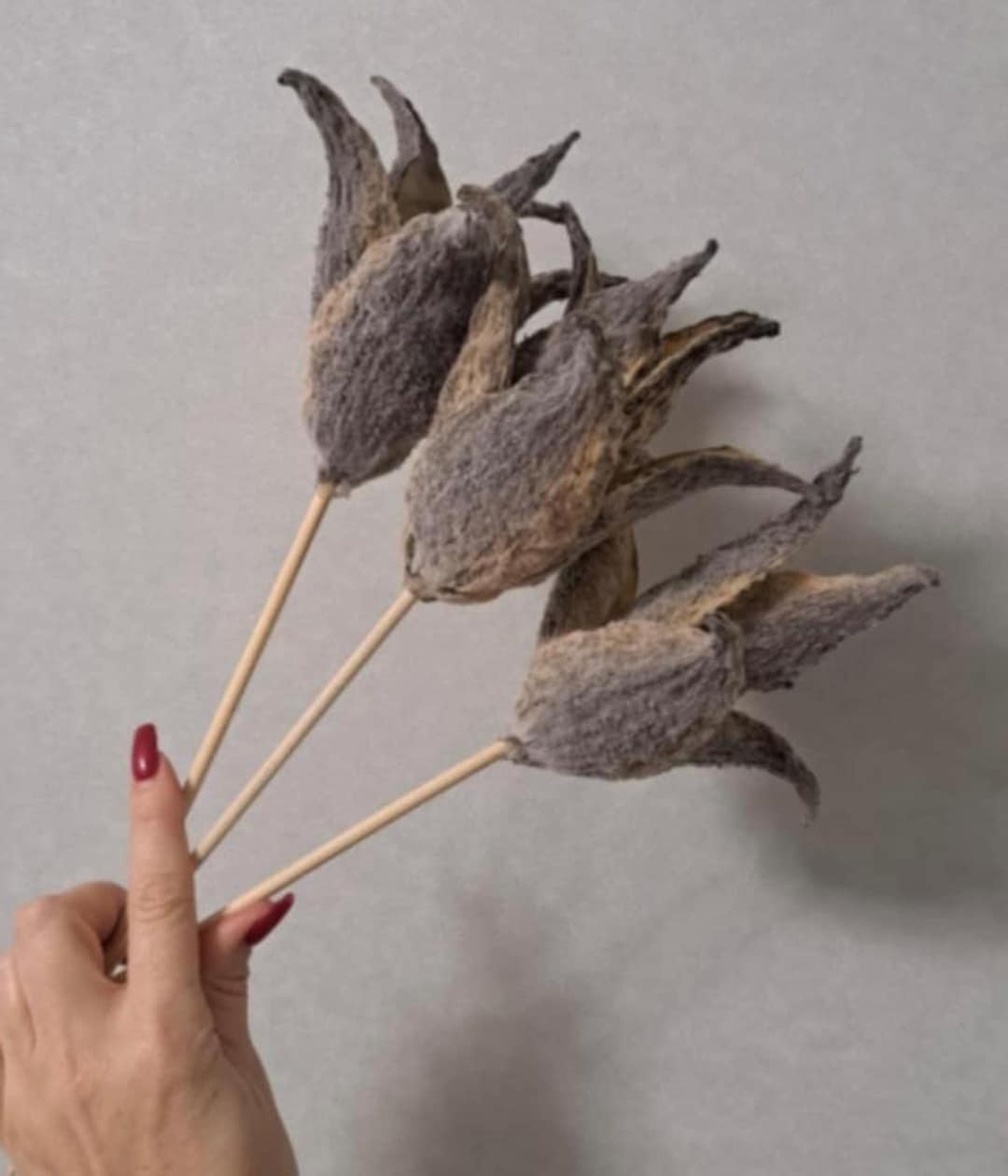 3 Seed Pods Bouquet/empty Seed Pods Bouquet.dried Bakuli Pods: Natural ...