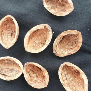 100 Pcs Walnut Shell Halves,walnut Halves Creativity,walnut Slices ...
