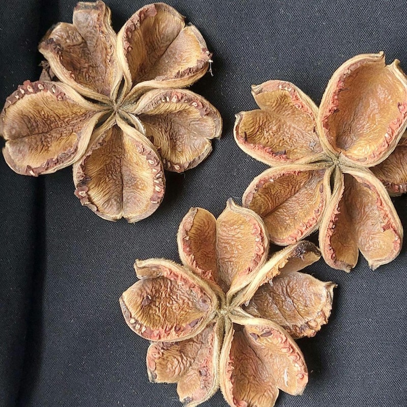 Dried Seed Pods - Etsy