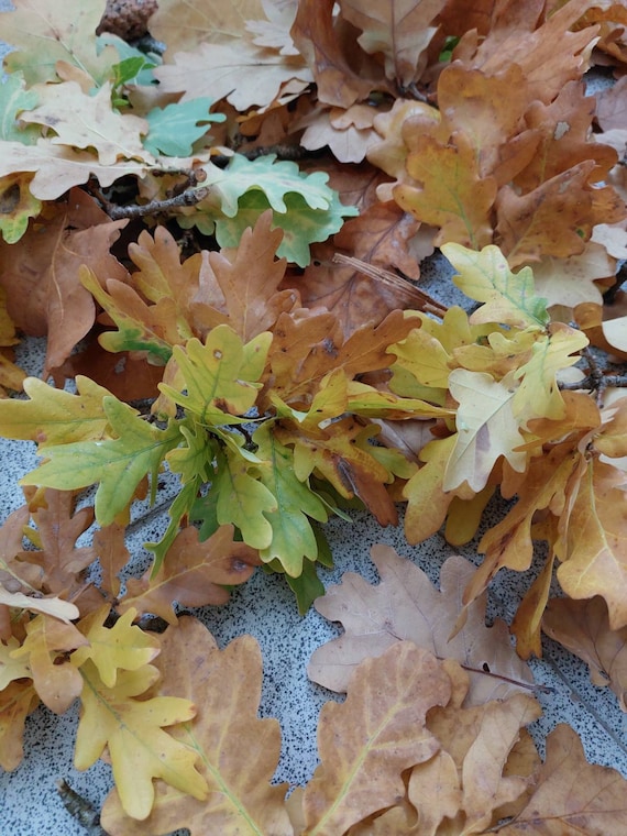 100 Dry Oak Leaves Dried Oak Leaves Fall Leaves Fall Decor | Etsy