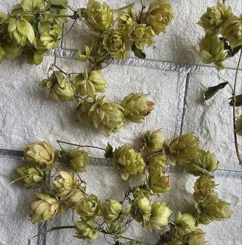 Organic Dried Hop Flowers: Humulus Lupulus for Crafts.herbal Tea - Etsy
