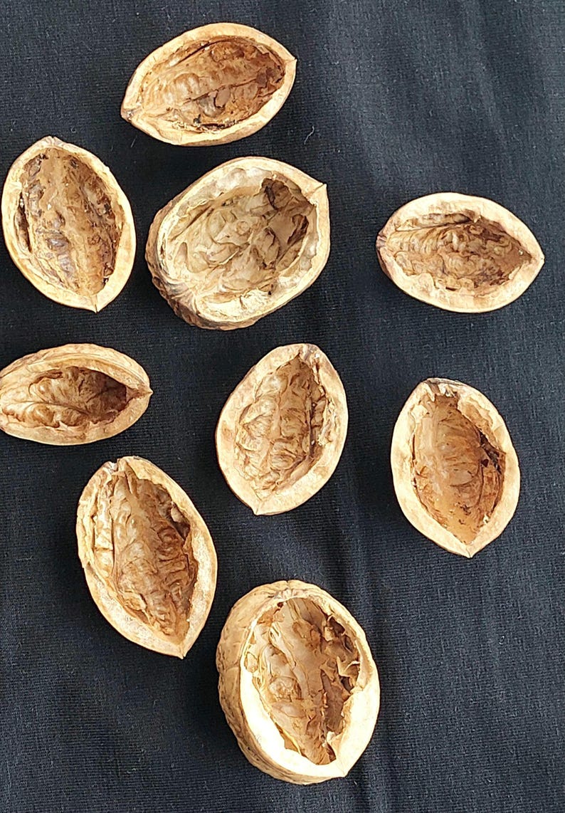 100 Pcs Walnut Shell Halves,walnut Halves Creativity,walnut Slices ...