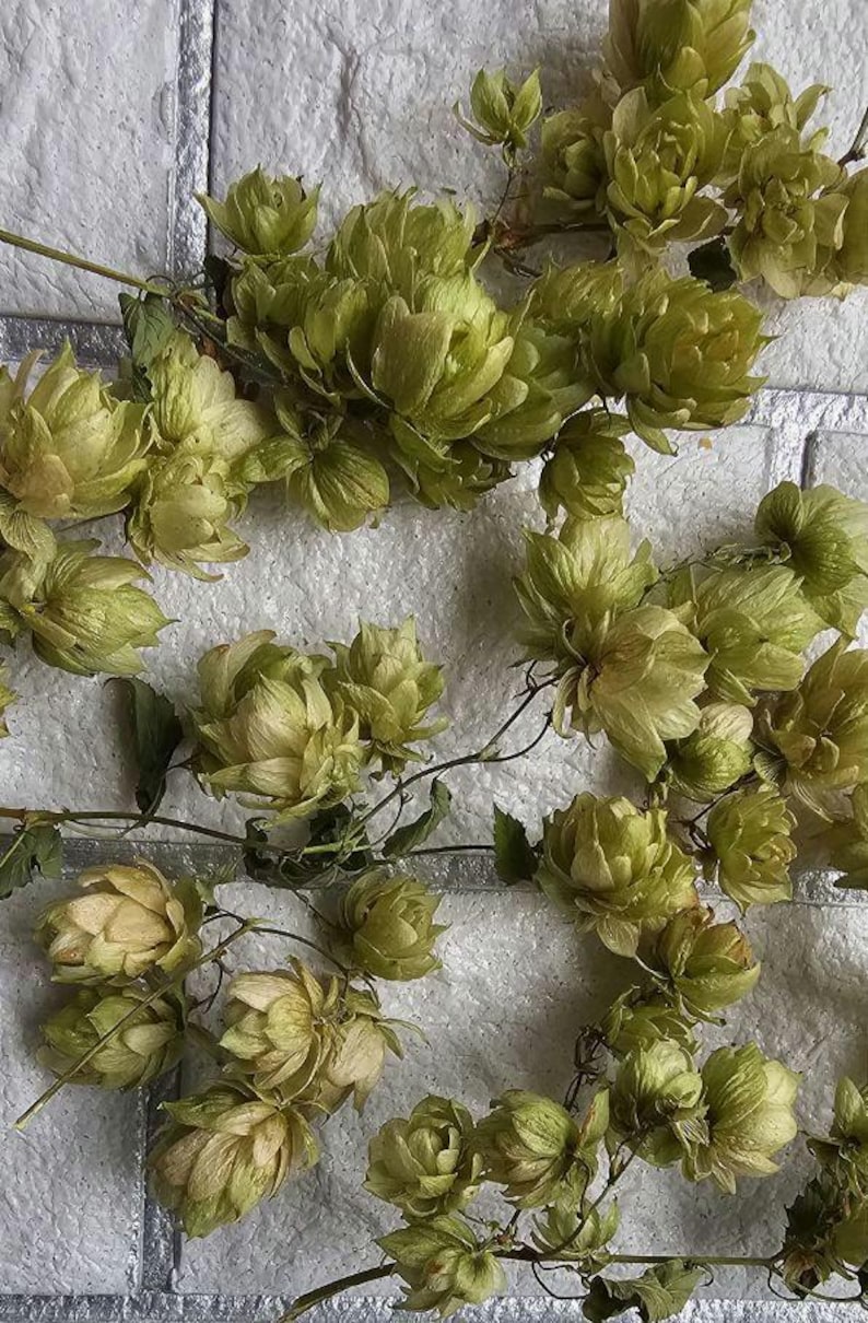 Organic Dried Hop Flowers: Humulus Lupulus for Crafts.herbal Tea - Etsy