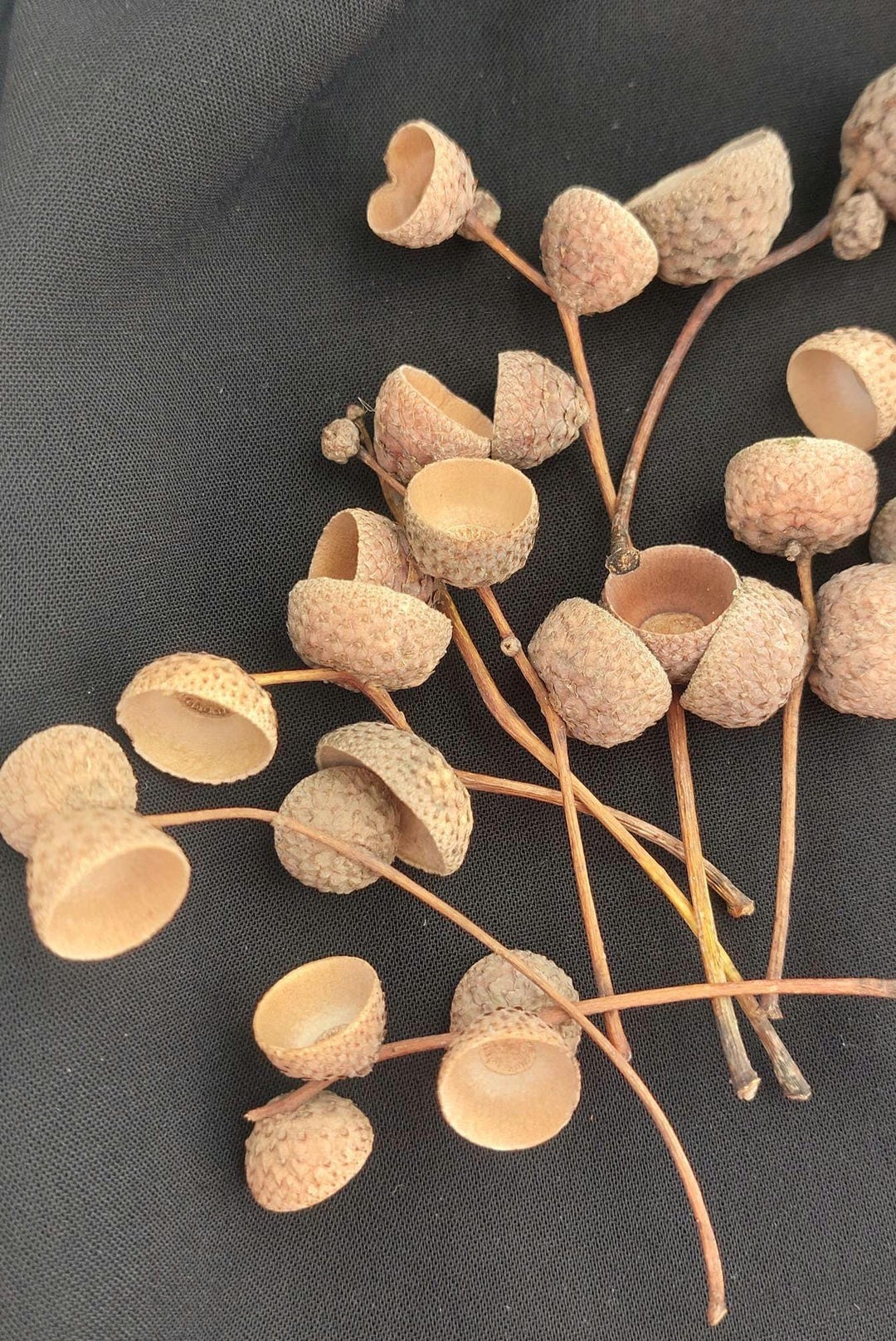 Long Stemmed Real Acorns. Long Stem Acorns. Set of 10 Twigs With Acorn ...
