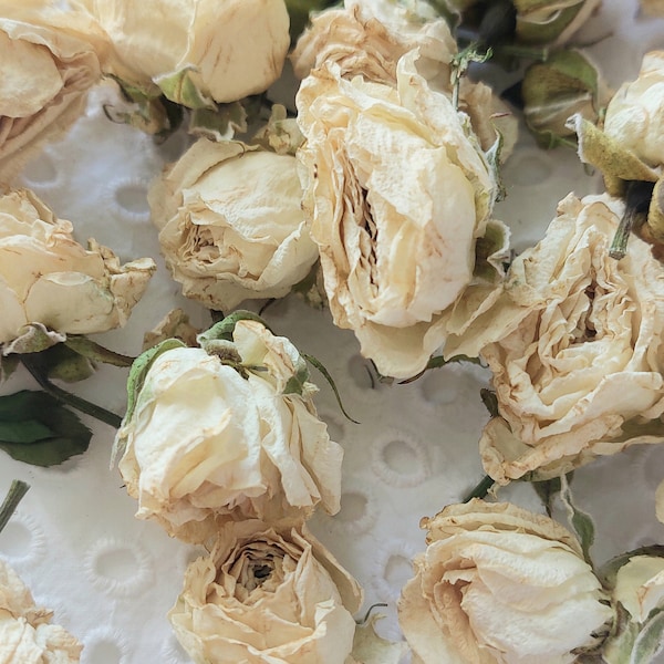 Dried White Roses - Etsy