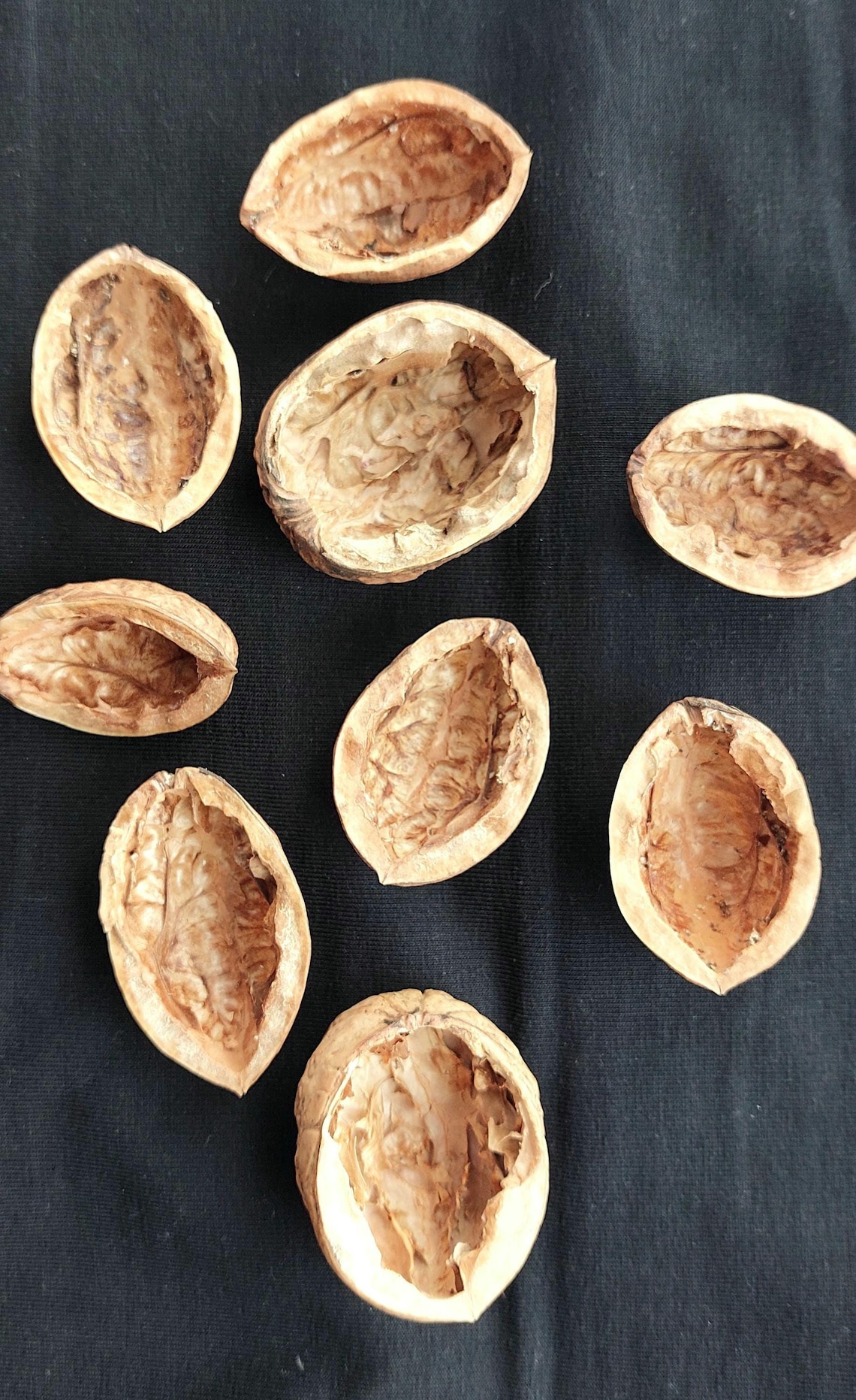 100 Pcs Walnut Shell Halves,walnut Halves Creativity,walnut Slices ...