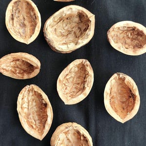 100 Pcs Walnut Shell Halves,walnut Halves Creativity,walnut Slices ...