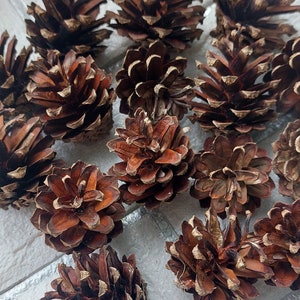 50 Natural Pine Cones for Bunny Rabbits, Chinchillas and Small Animals ...