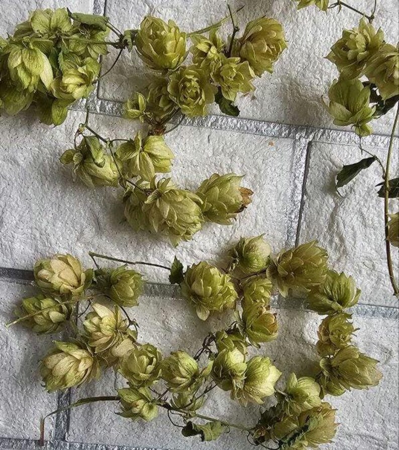 Organic Dried Hop Flowers: Humulus Lupulus for Crafts.herbal Tea - Etsy