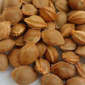 50 Pcs Apricot Pits, Real Natural Apricot Pits,apricot Pits Natural for ...