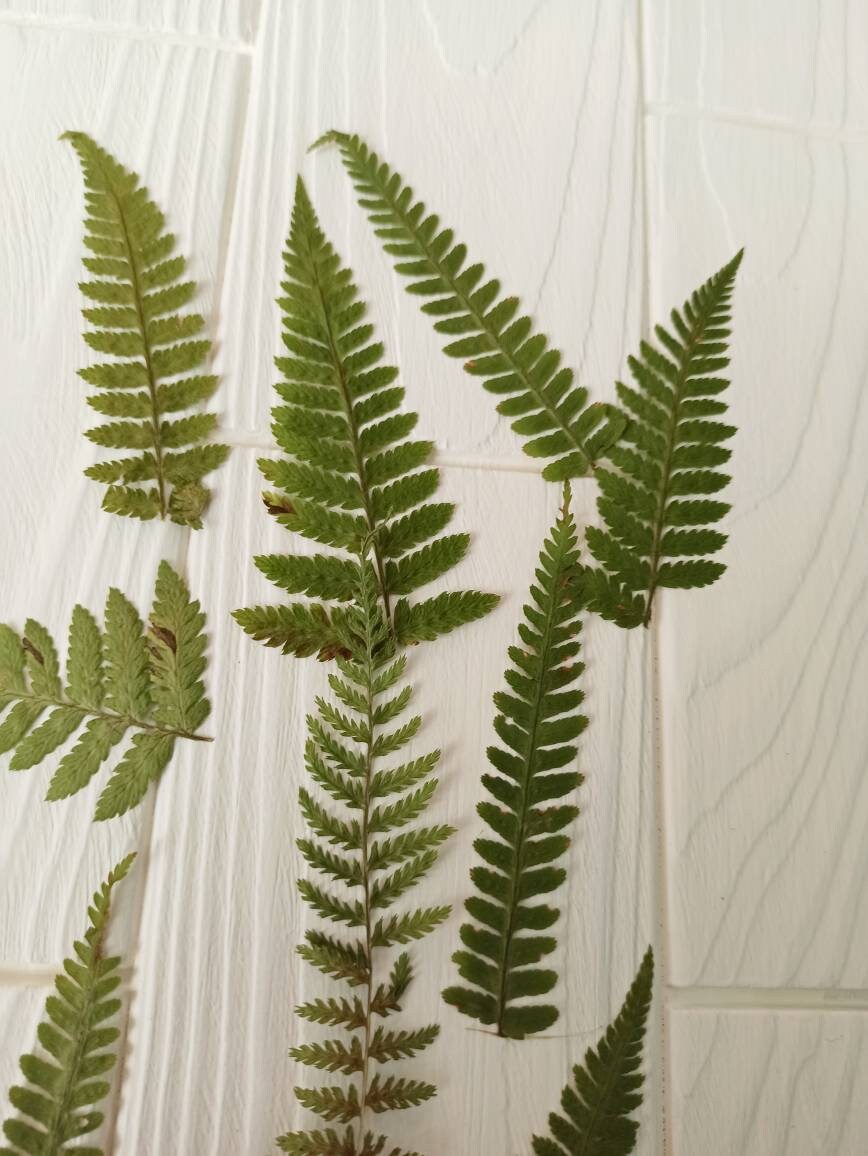 Pressed Fern Leafs Real Pressed Fern Pressed Green - Etsy