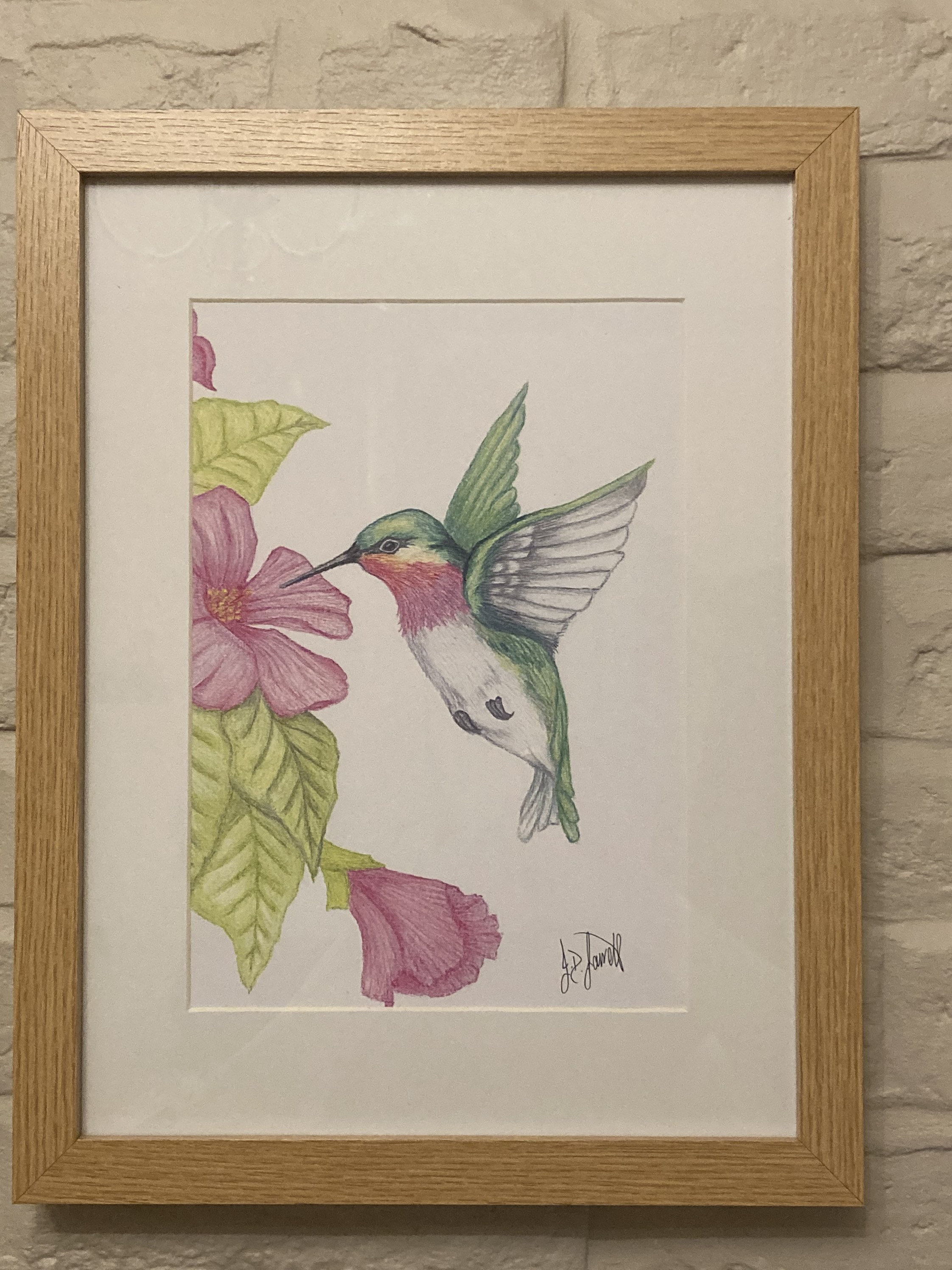Humming Bird Coloured Water Pencil Drawing A4 Print - Etsy